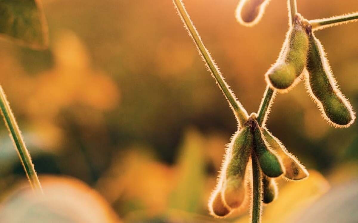 Estudo inédito da Embrapa revela impacto do El Niño na produção de soja ...